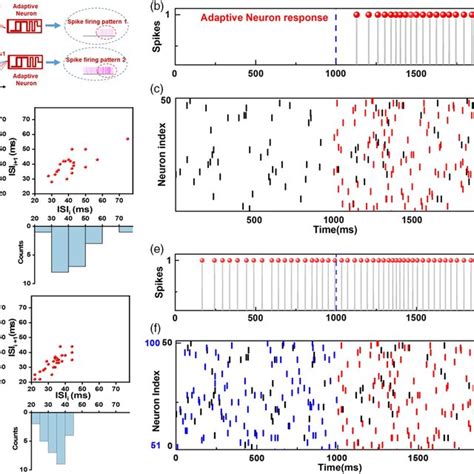Illustration Of The Neuronal Spiking‐rate Adaptation In Processing