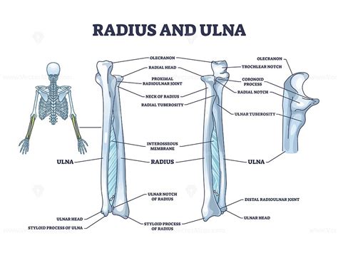 Radius And Ulna Bone Anatomy With Arm Skeletal Structure Outline