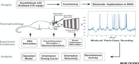 Figure 1 From Investigating The Serotonergic Modulation Of Orientation