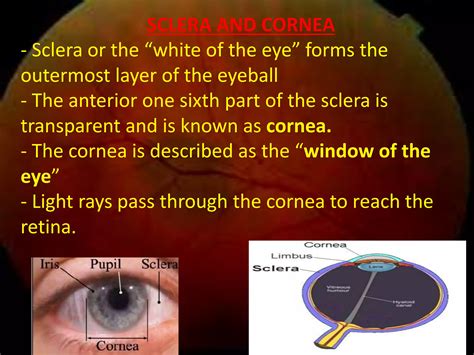 Anatomy Of Eye Ppt Pptx