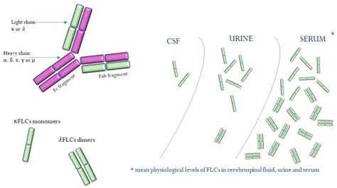 Free Light Chains κ And λ As New Biomarkers Of Selected Diseases Pubmed