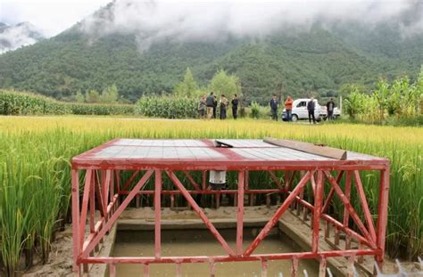 上江乡稻田养鱼 别样的丰景 澎湃号政务 澎湃新闻 The Paper