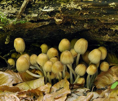 Coprinusmicaceusbr5158