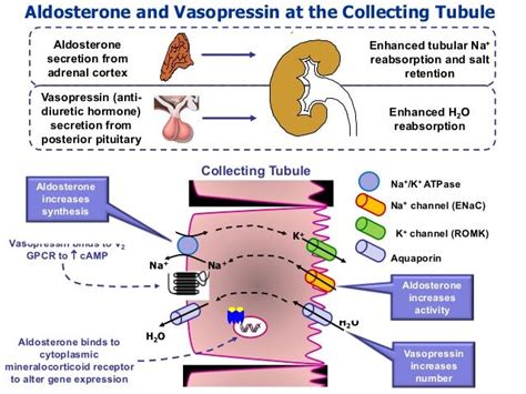 Image Result For Aldosterone Vs Adh Anatomy Class Medicine Notes