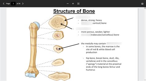 Diagram Of Labelled Structure Of Bone Quizlet Diagram Of Labelled Structure Of Bone Quizlet