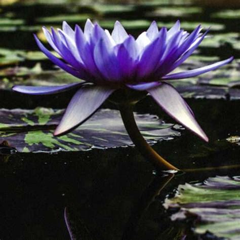 Colorata Pygmy Tropical Water Lily William Tricker Water Gardens