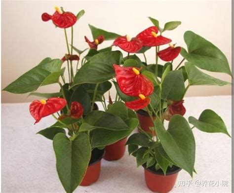 5种喜“半阴花”，入冬以后多见阳光，长得旺早开花 知乎