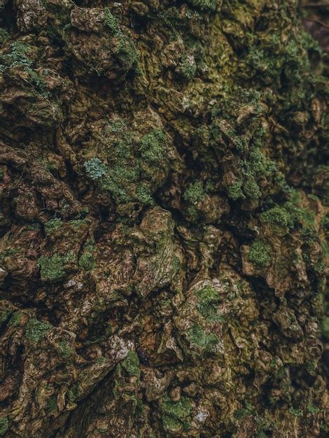 Premium Photo Tree Bark Texture With Moss And Lichen Abstract Background And Texture For Design