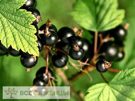 Цена на Смородина черная Чаровница (Чудесница) - купить саженцы