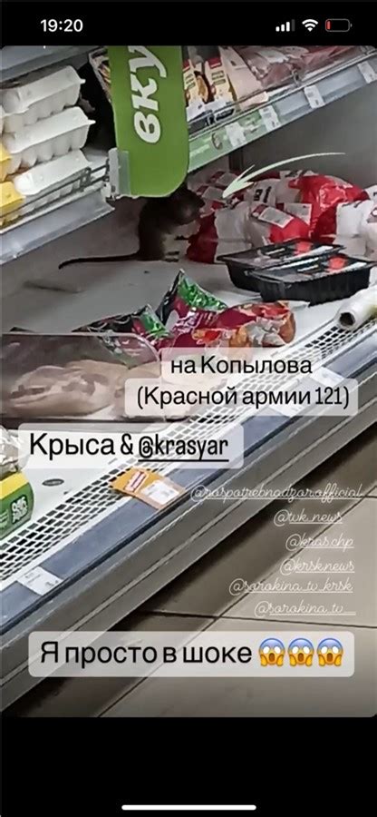 «Отраву она не хочет в красноярском супермаркете сети «Красный яр заметили крысу на прилавке