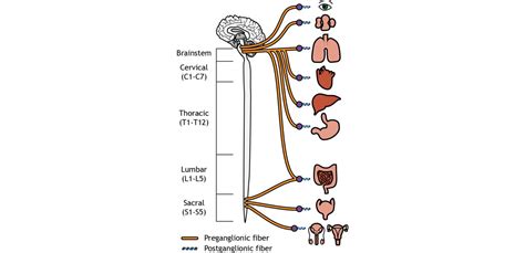 Peripheral Nervous System Introduction To Neuroscience