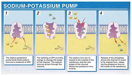 Osmosis Diffusion And Active Transport Flashcards Quizlet