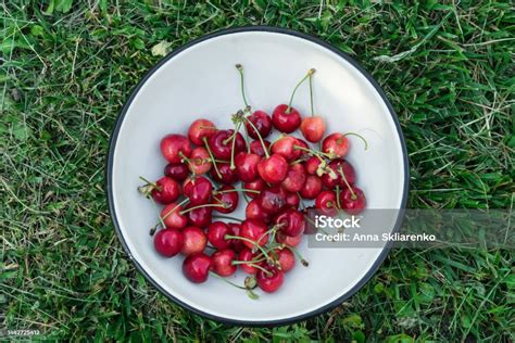 신선한 빨간 달콤한 체리 과일 잼 주스 스무디 설탕에 절인 과일 디저트 및 케이크를위한 유기농 딸기 푸른 잔디에 육즙이 많은 달콤한 체리 한 그릇 마을 평면도의 유기농 과일