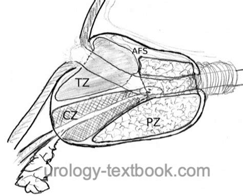 Prostate Gland Anatomy Histology And Function