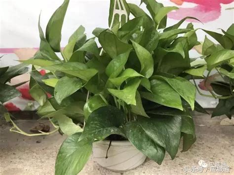 應城通APP小編心目中的軍人情結 每日頭條