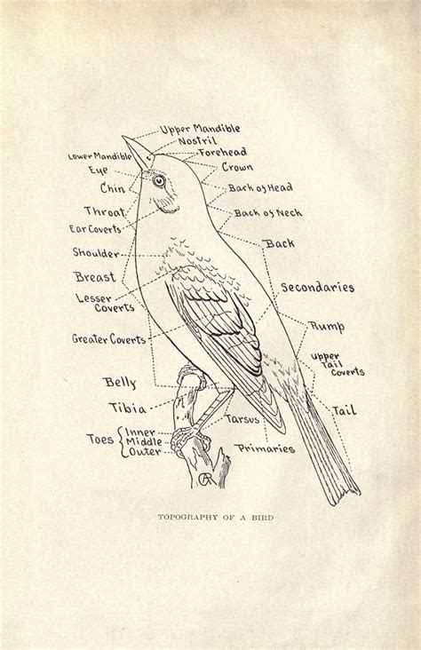 Bird Diagram Bird Drawings Bird Book Anatomy Drawing