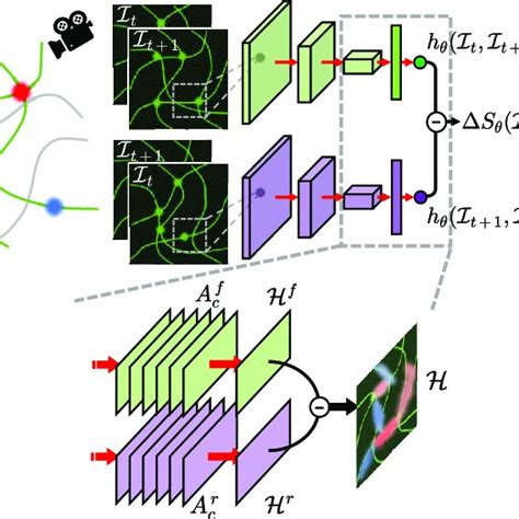 schematic of the convolutional neural estimator for entropy production