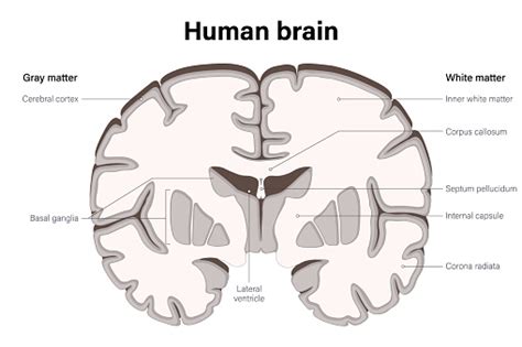 Human Brain Vector Anatomy Of The Cerebral Cortex White Matter And Gray