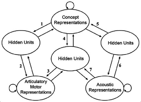 Connectionist Model Of Phonological Processing Source Nadeau Se Download Scientific Diagram