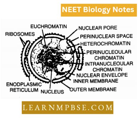 NEET Biology Notes Cell The Unit Of Life Learn MPBSE