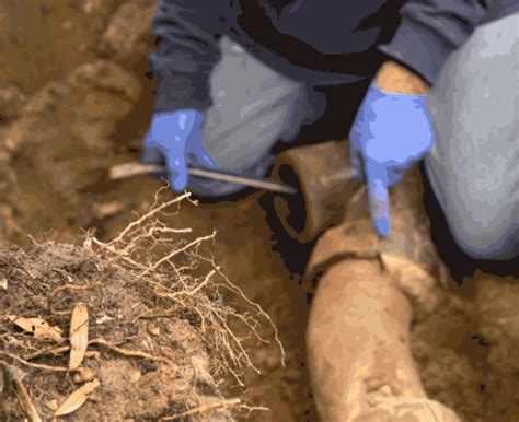Tree Roots Summer Sewer Repair All Ways Drains
