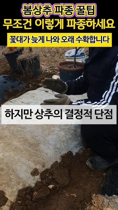 봄상추 무조건 이렇게 파종하세요 꽃대가 늦게 나와 오래 수확합니다 Youtube