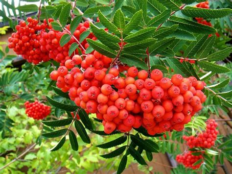 Картинки рябины (56 фото) - 56 фото