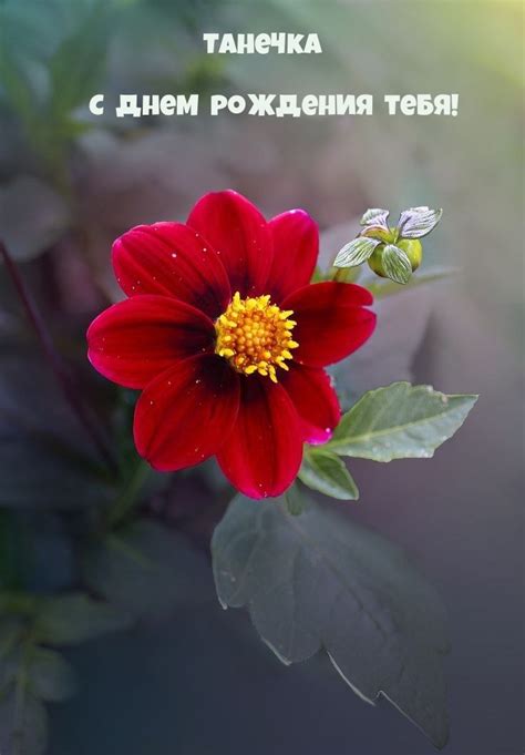 Танечка С днем рождения тебя
