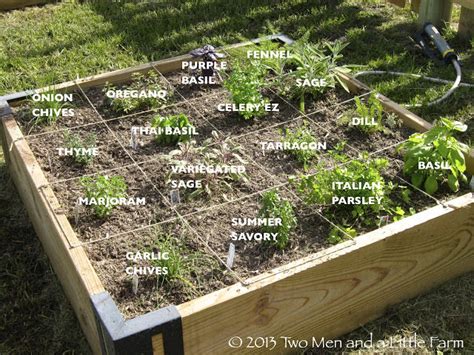 Square Foot Gardening Layout Herbs Fasci Garden