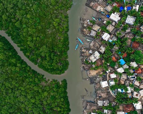 Mangrove Forest Ecosystem Services — The Marine Diaries