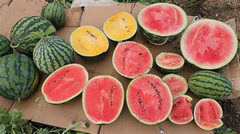 수박 잘 익은것 알아내는 방법 7가지 Youtube