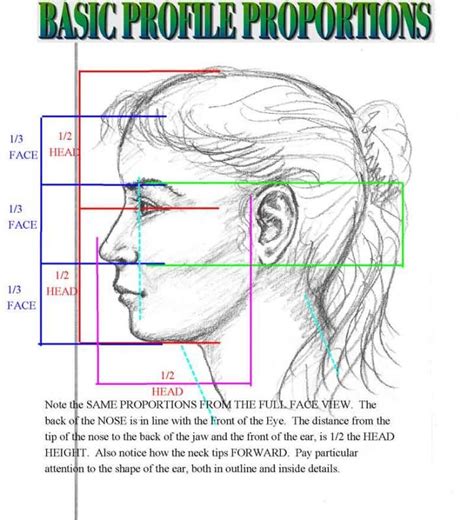 Face Proportions Portraiture Drawing Drawing People Face