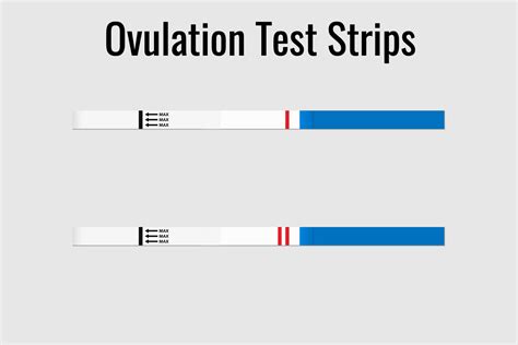 Ovulation Test Strips How To Read At Clara Stamps Blog