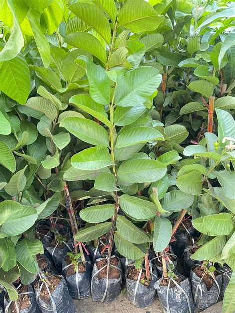 កសិកម្មកូនខ្មែរ 👉មានលក់ ពូជ ត្របែករ៉ូប៊ី សាច់ឈូក