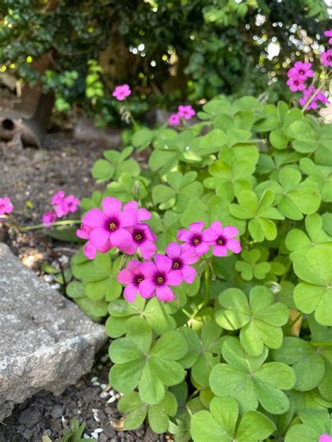 Beautiful Flowers That Start With O Balcony Garden Web