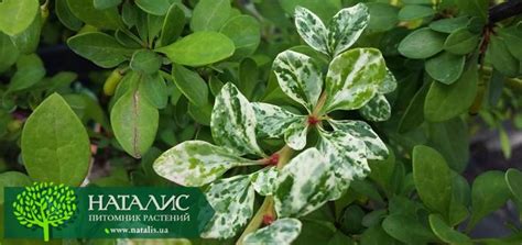 Барбарис Тунберга ‘Silver Beauty’ - купить в питомнике растений НАТАЛИС