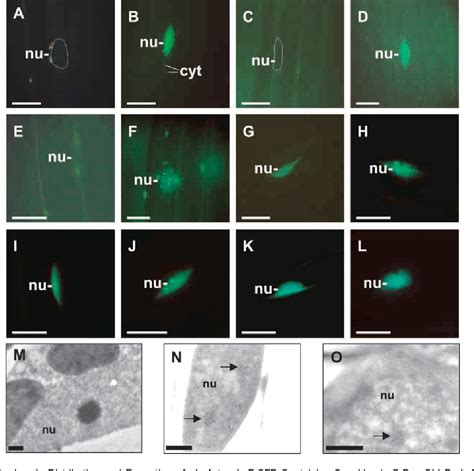 Photoreceptors Plant Semantic Scholar