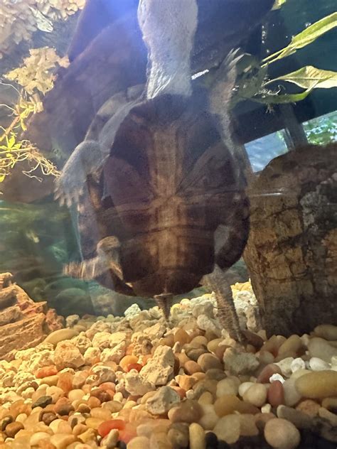 African Sideneck Sex Determination R Turtle