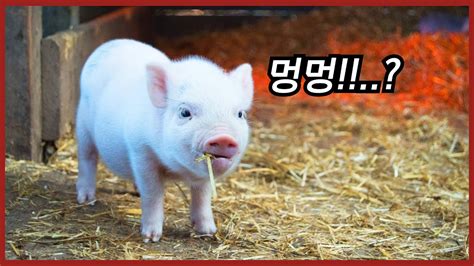 너무 귀여워서 심장 멎어도 책임 안 짐 Youtube