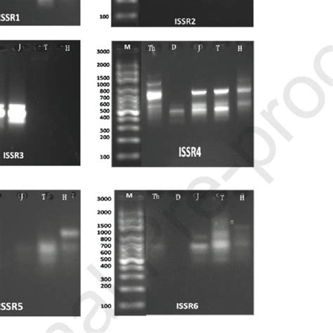 Pcr Issr Profile For Primers 1 6 With All Samples Collected From Download Scientific Diagram