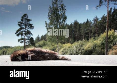 Dead Monkey Stock Videos And Footage Hd And 4k Video Clips Alamy