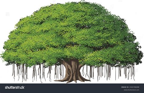 33 Thousand Big Tree Drawing Royalty Free Images Stock Photos Pictures Shutterstock