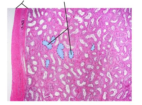 Testis Cross Section Diagram Quizlet