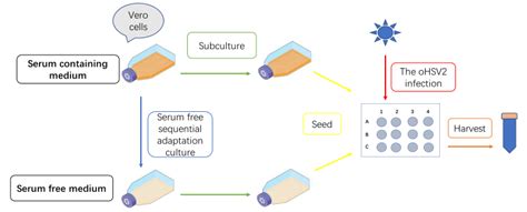 Process Flow Diagram For Serum Free Sequential Adaptation Culture Of