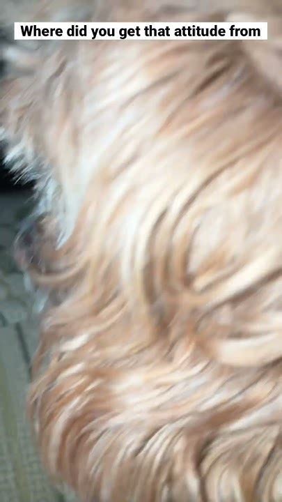 Attitude Dog Dogdog Duet Puppy Cutepuppy Funnydogs Sweetpuppy