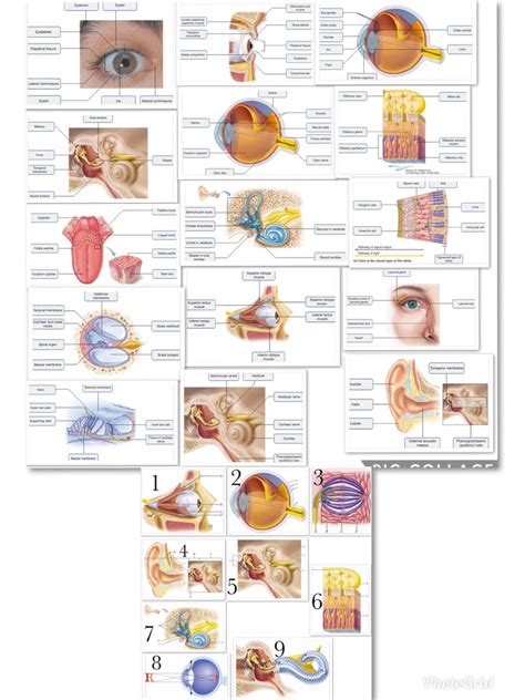 Lab Final Special Senses Exercise 17 Anatomy