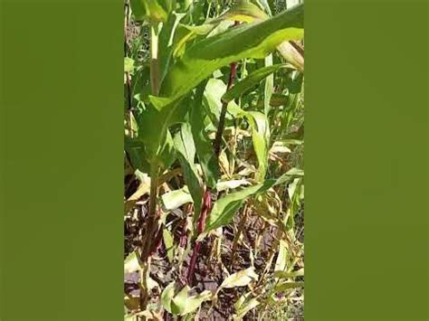 Немножко не про картошку. Цветная кукуруза ацтеков. - YouTube