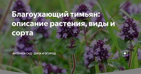 Благоухающий тимьян описание растения виды и сорта Антонов сад дача и огород Дзен