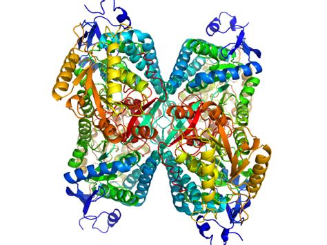 Sasdd79 High Load Concentration Of Alpha Aminoadipic Semialdehyde Dehydrogenase Aldh7a1 With