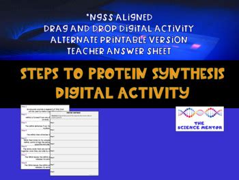 Steps To Protein Synthesis Digital Activity By The Science Mentor